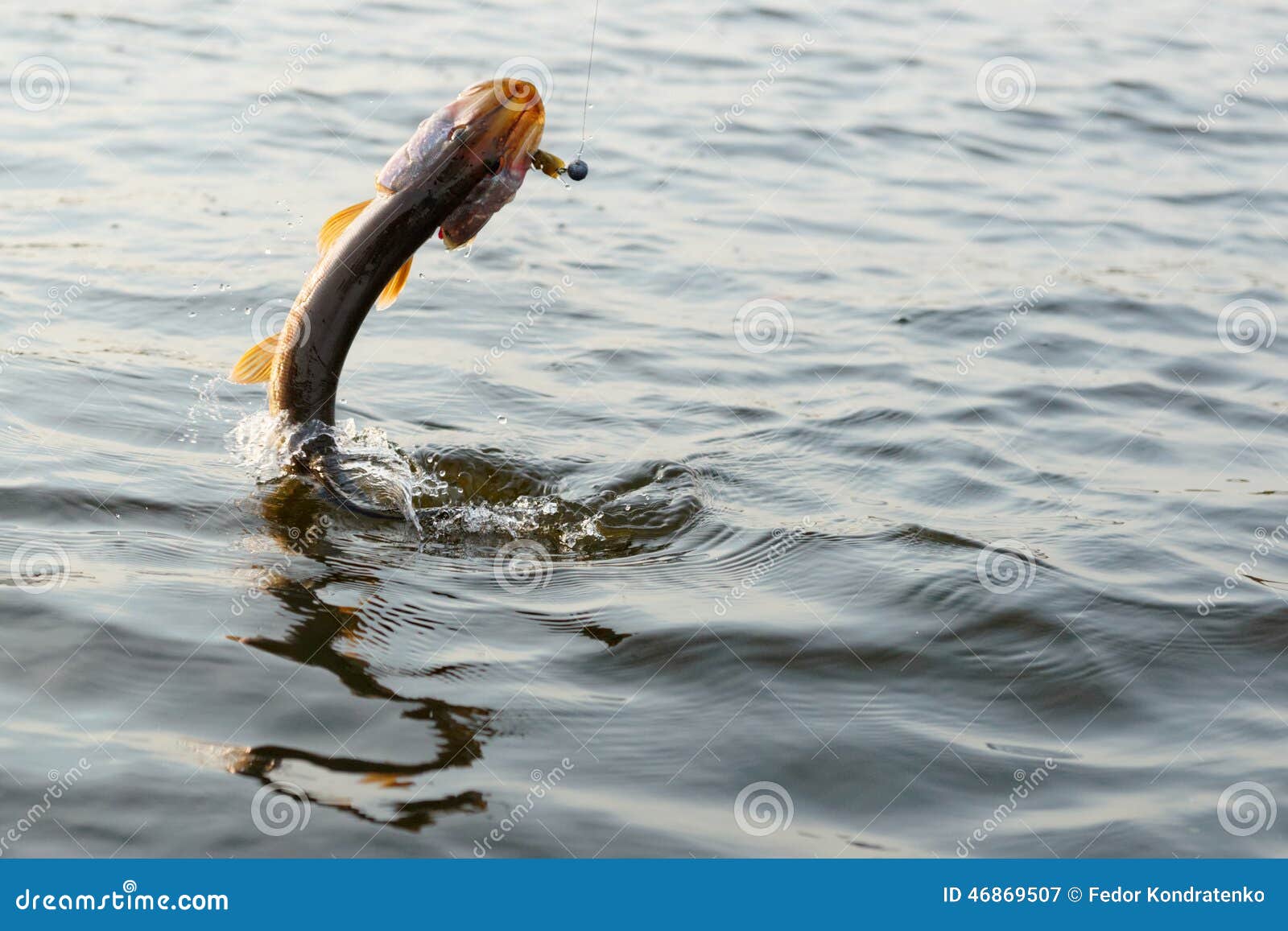 Hooked Pike is Fighting for Freedom Stock Image - Image of catch ...