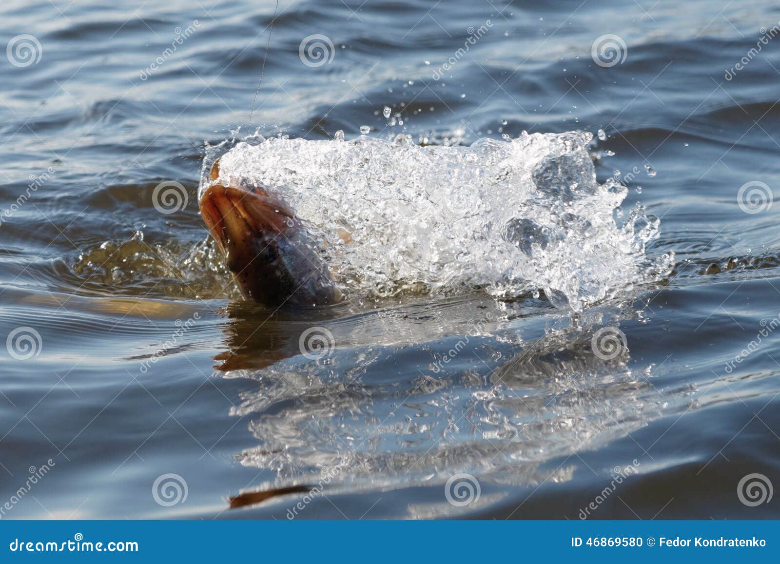 Hooked Pike is Trying To Escape Stock Photo - Image of fierce, blur ...