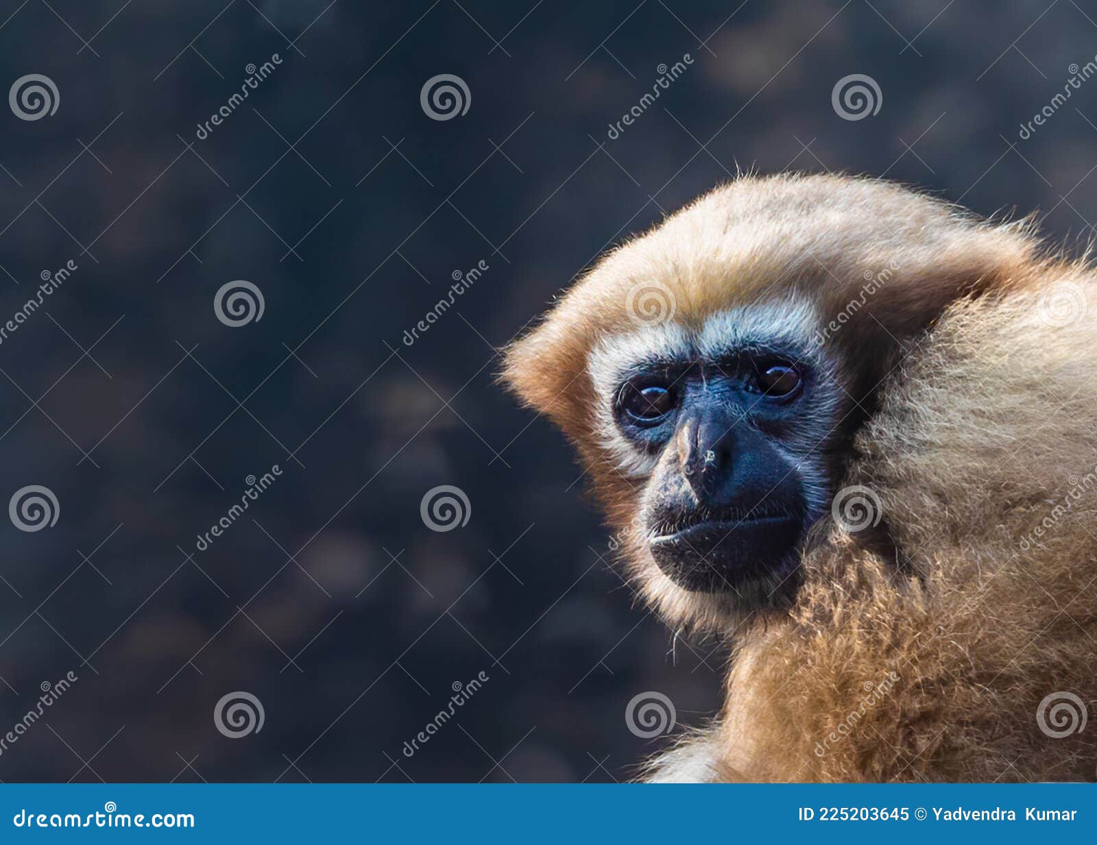 Hookoo Monkey Close Up Shot Stock Image - Image of wild, surprised ...