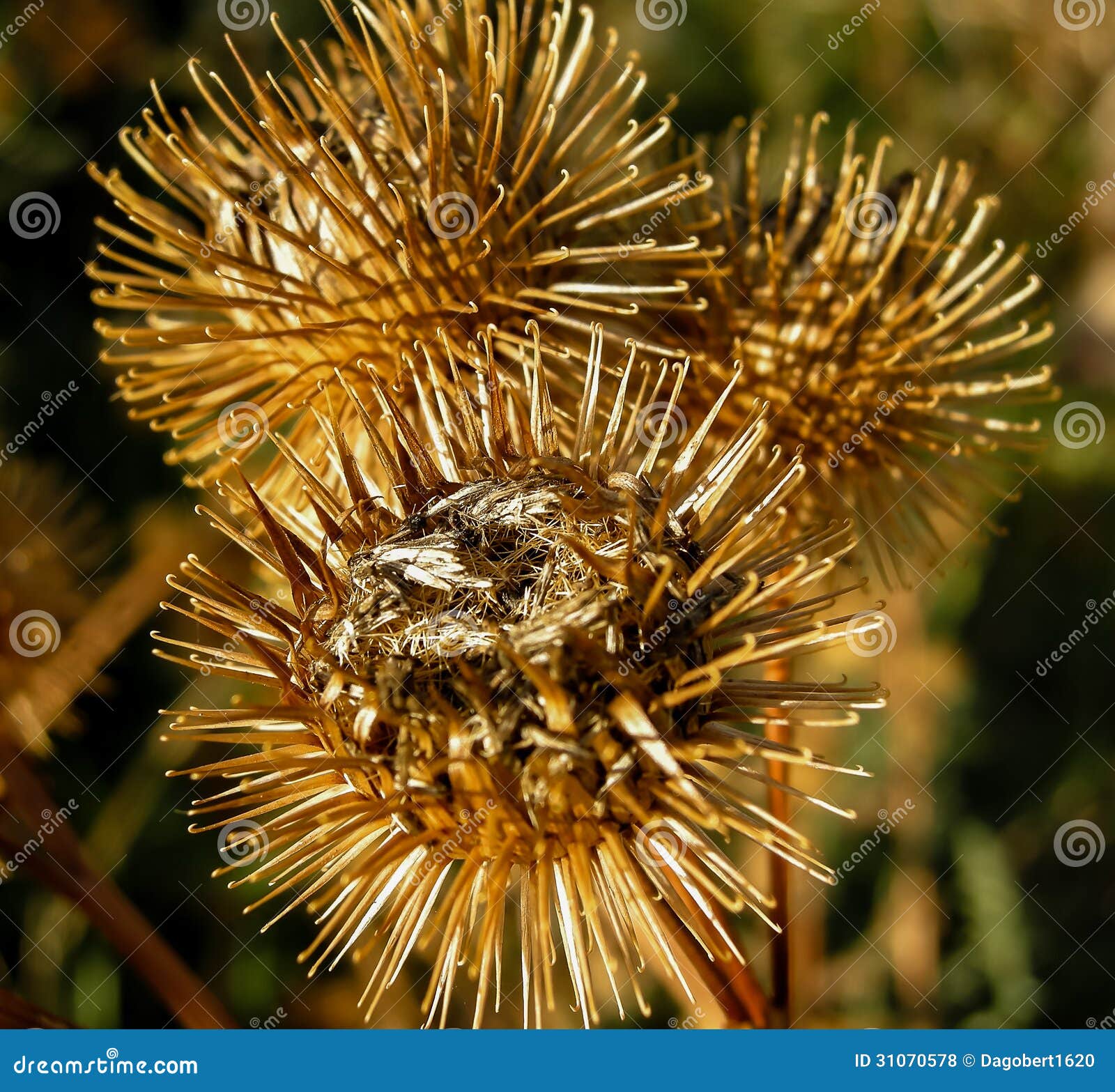 Hooks stock photo. Image of brown, floral, stem, hook - 31070578