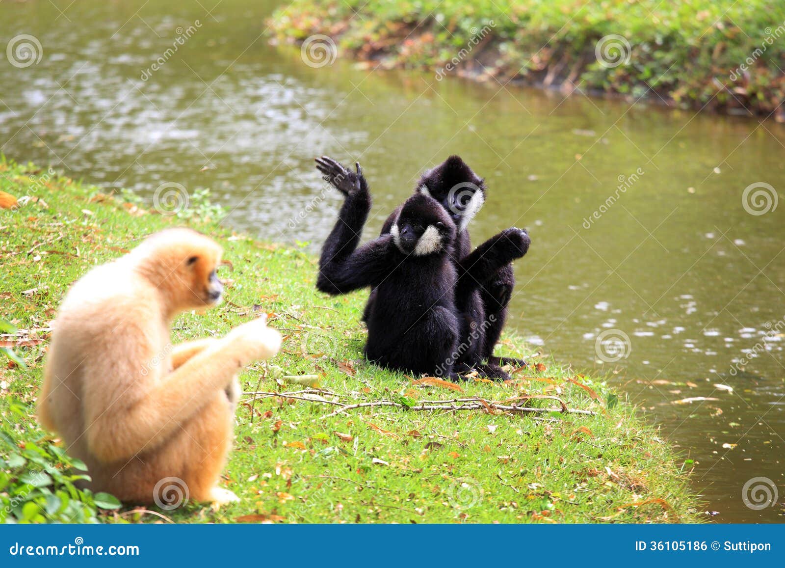 Hoolock Gibbon and White Gibbon Stock Photo - Image of juvenile ...