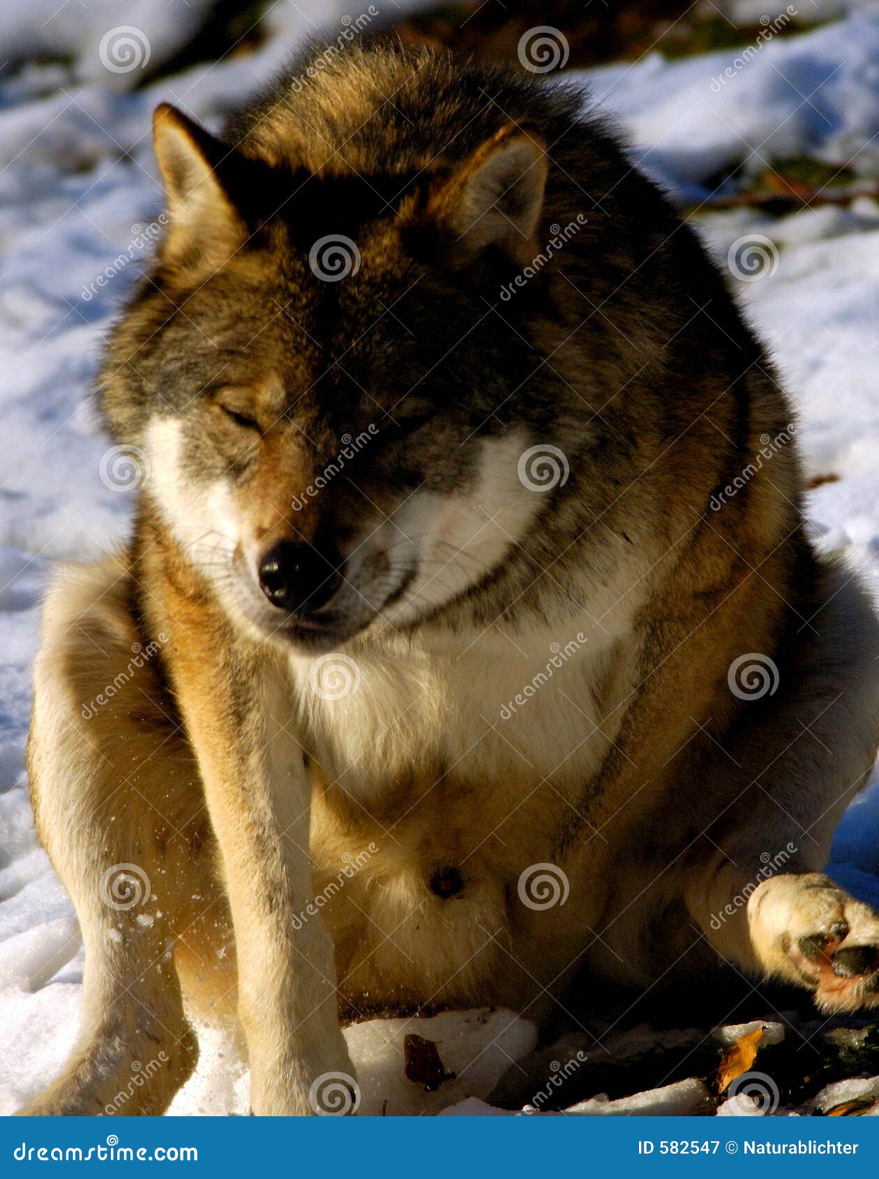 Hoop-la sleigh ride Wolf stock image. Image of eyes, offend - 582547