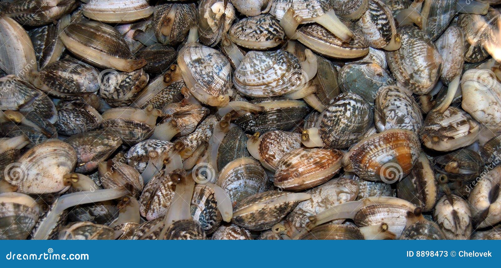 Hoop van weekdieren stock afbeelding. Image of sluit, macro - 8898473