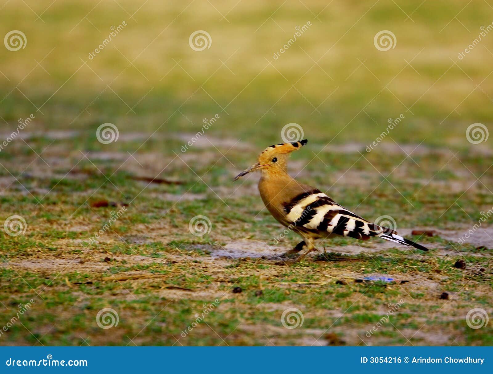 Hoopee stock photo. Image of tail, head, yellow, black - 3054216