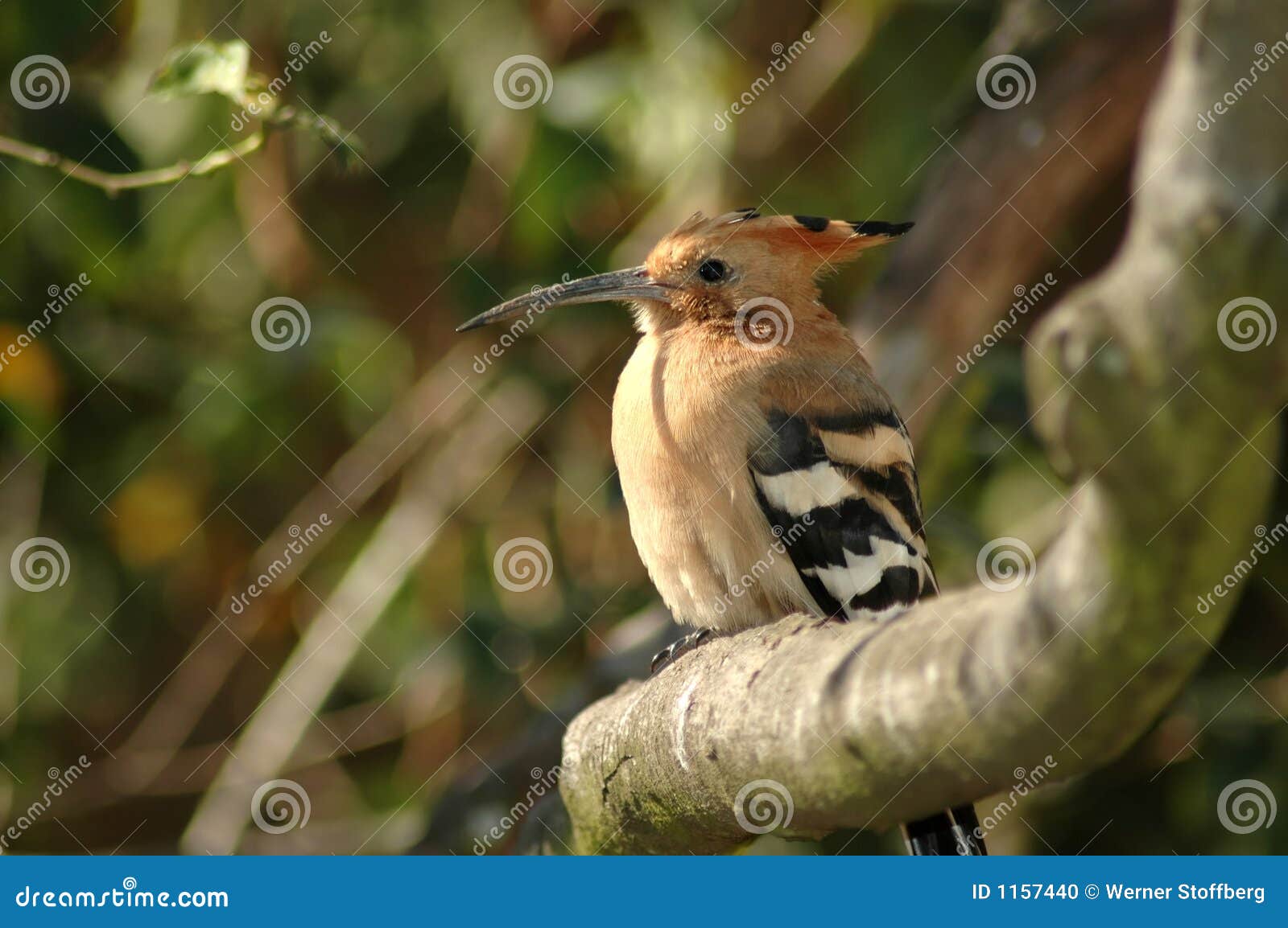 Hoopoe stock photo. Image of claw, hoopoe, nesting, feather - 1157440