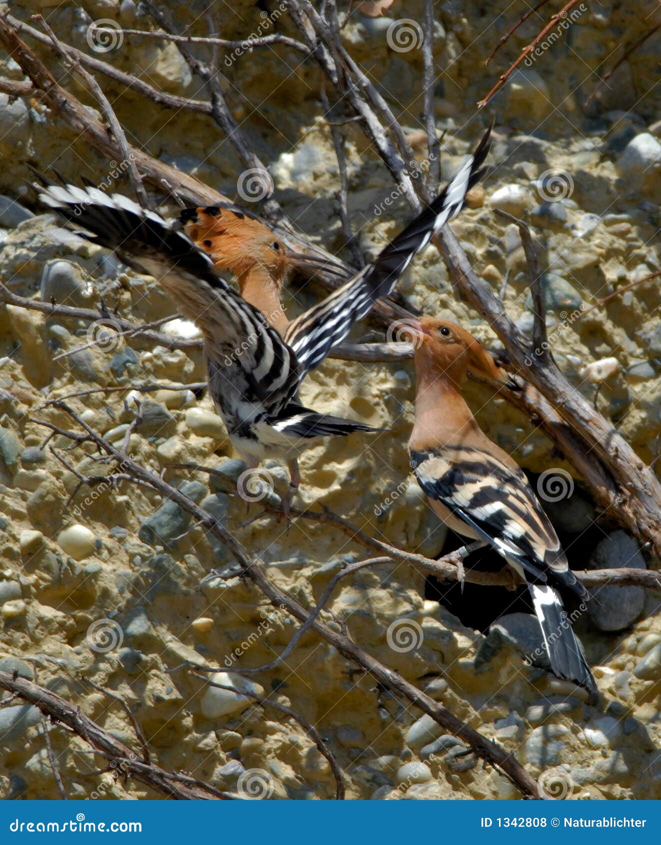 Hoopoe stock photo. Image of inspiring, beautiful, mountain - 1342808