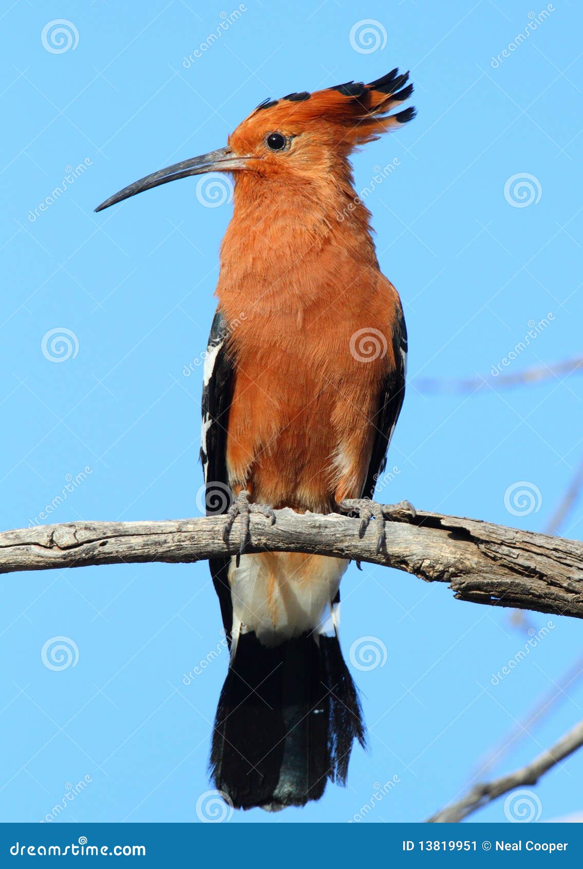 Hoopoe stock image. Image of upupa, kalahari, species - 13819951