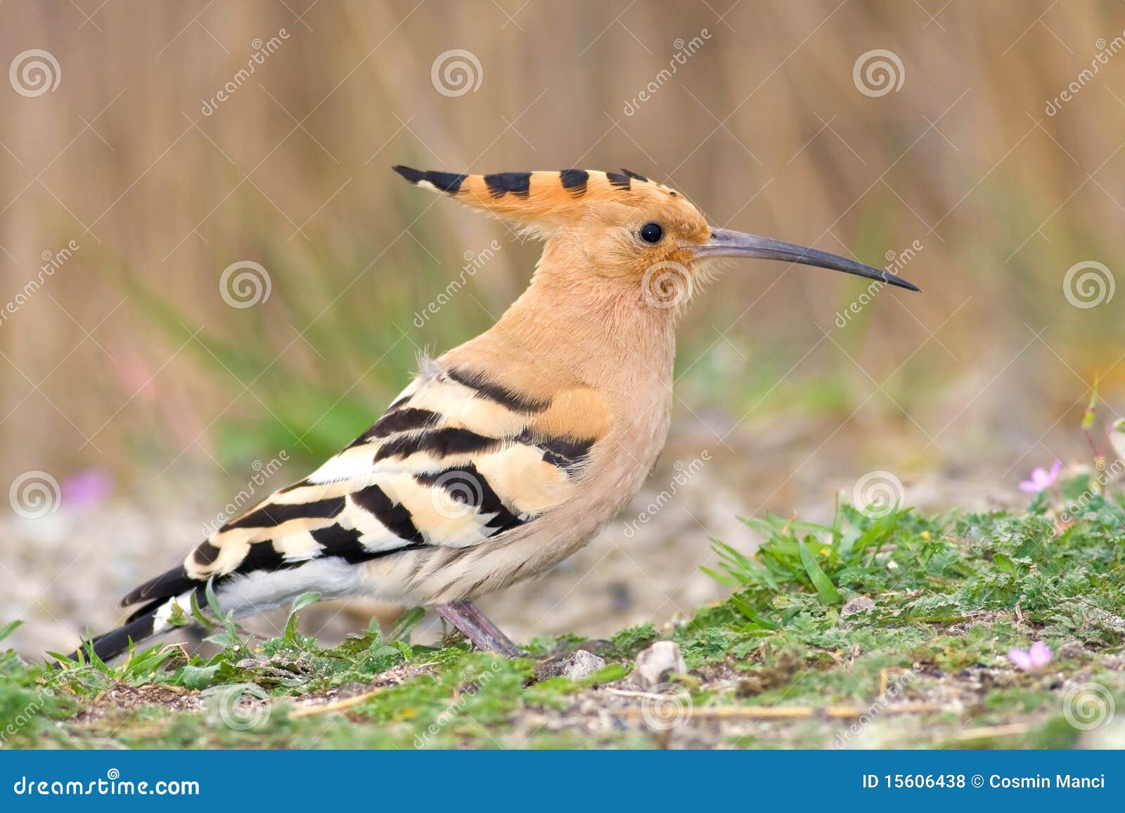 Portrait Of Hoopoe Royalty-Free Stock Photo | CartoonDealer.com #50861349