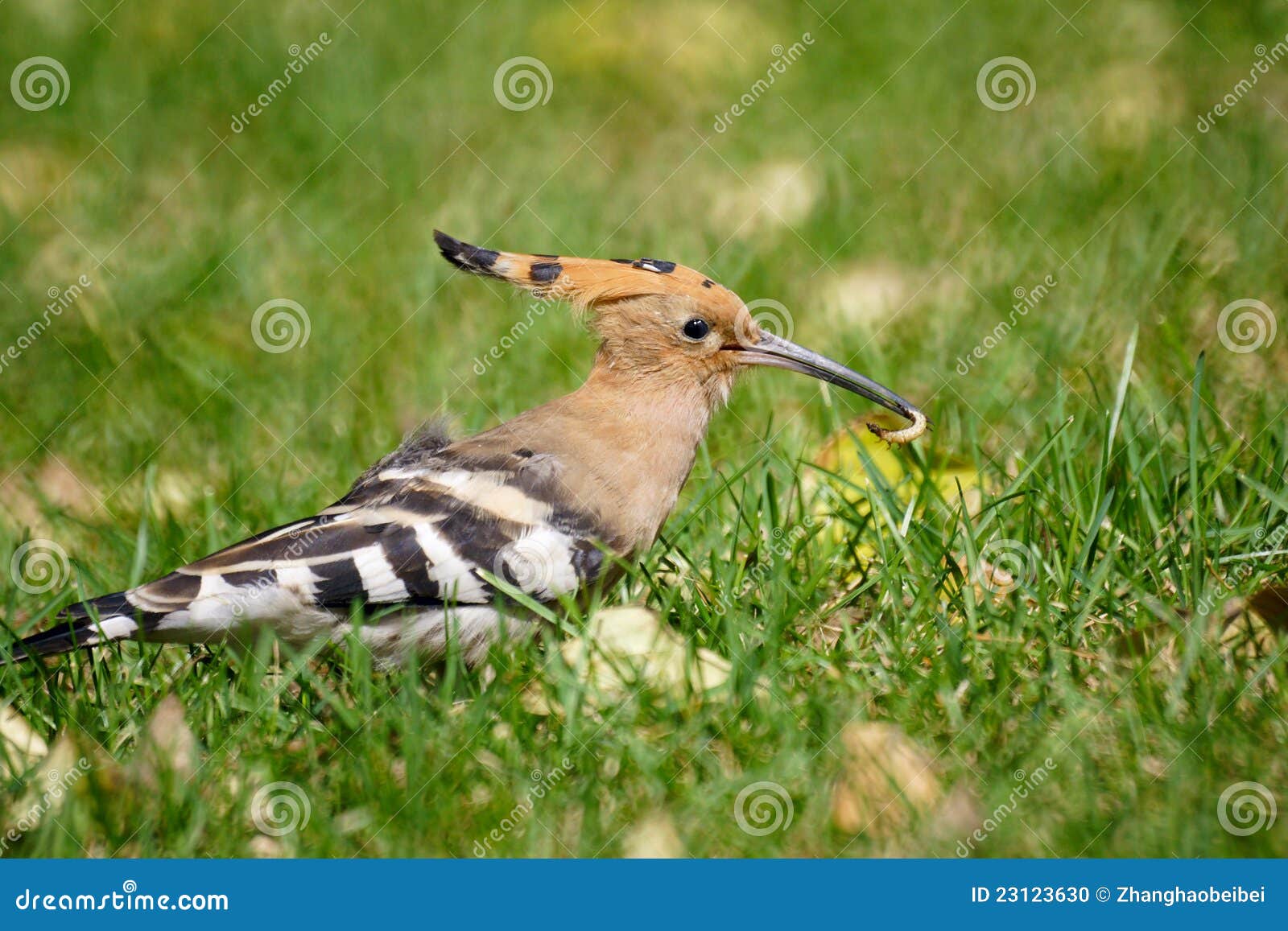 Hoopoe stock photo. Image of lawn, upupa, epops, vpupaepopssaturata ...