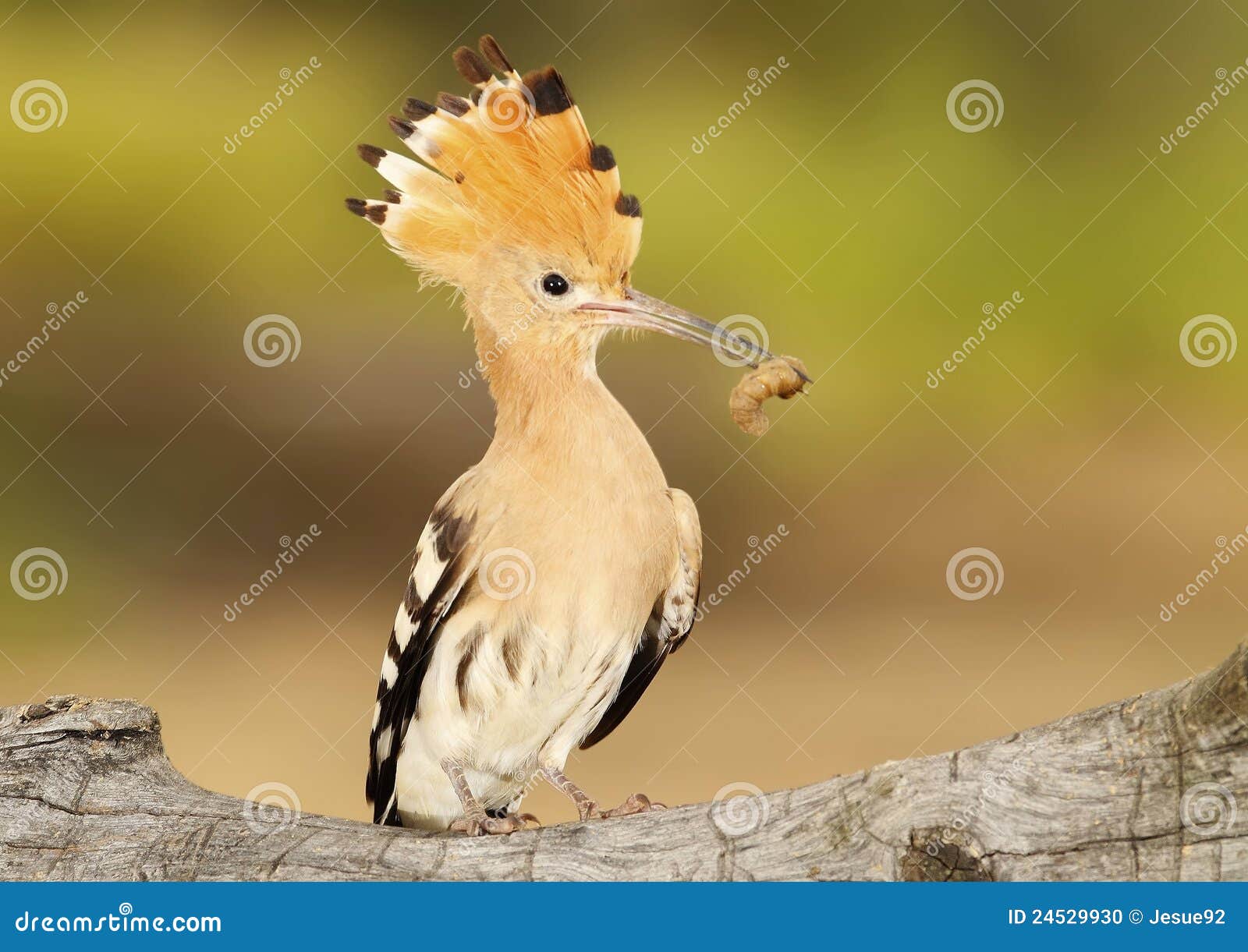 Hoopoe stock photo. Image of wildlife, portrait, animal - 24529930