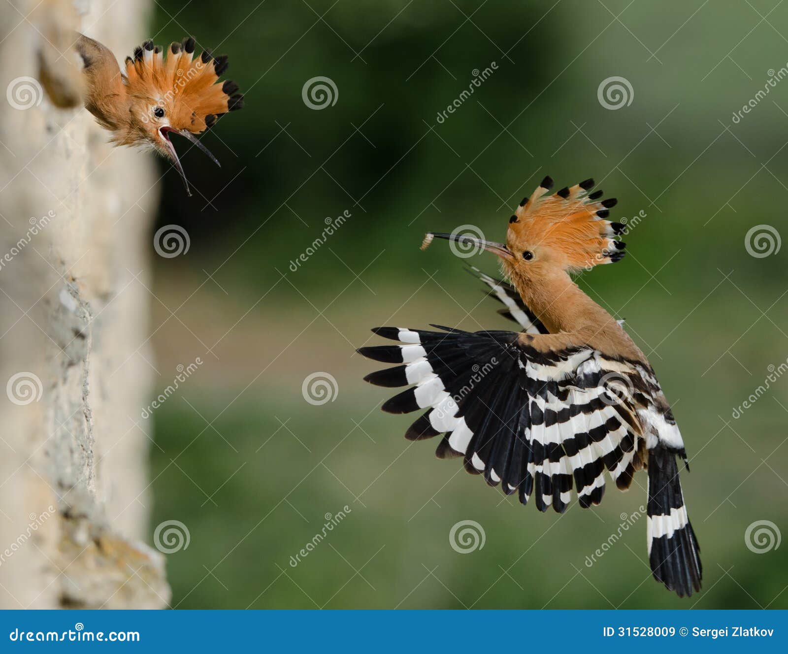 Hoopoe imagen de archivo. Imagen de colorido, pares, asombroso - 31528009