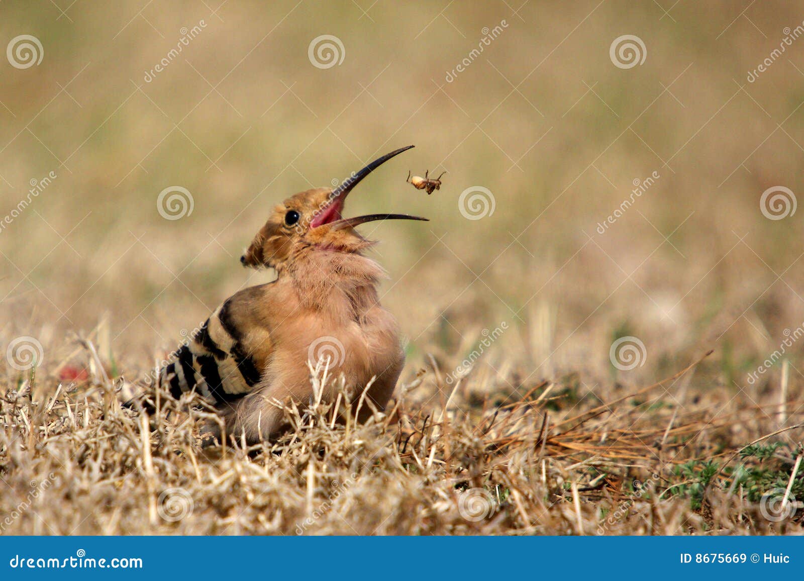 Hoopoe stock image. Image of hunt, food, wildlife, environment - 8675669