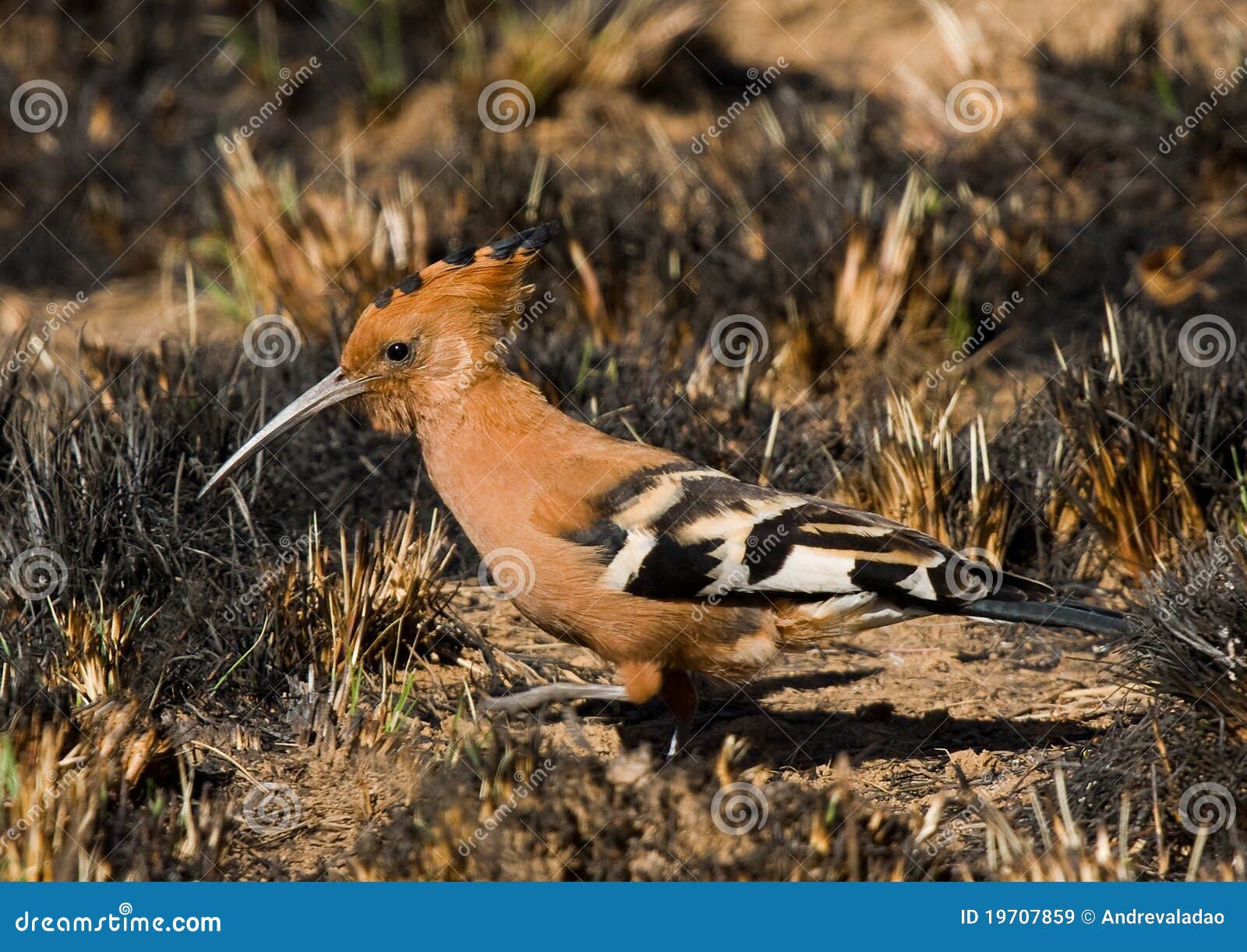 Hoopoe africano immagine stock. Immagine di selvaggio - 19707859