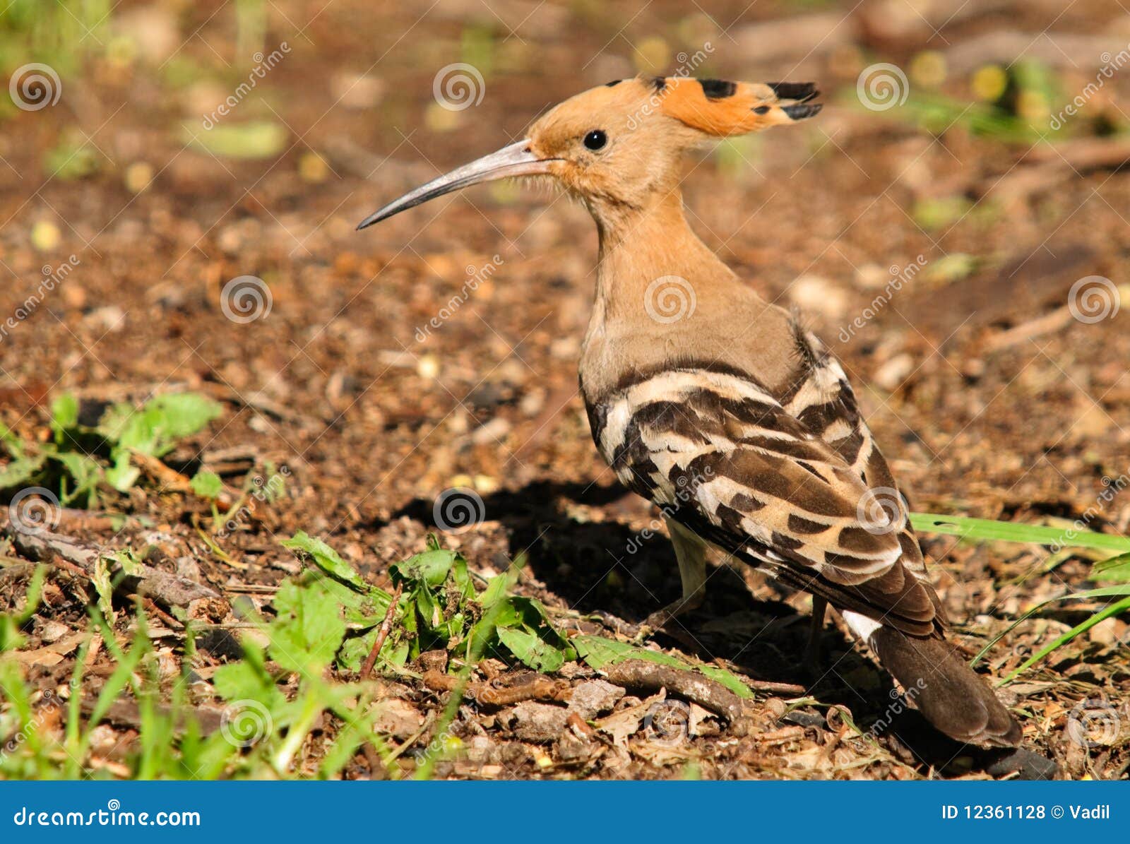 Hoopoe bird stock photo. Image of park, beak, animal - 12361128