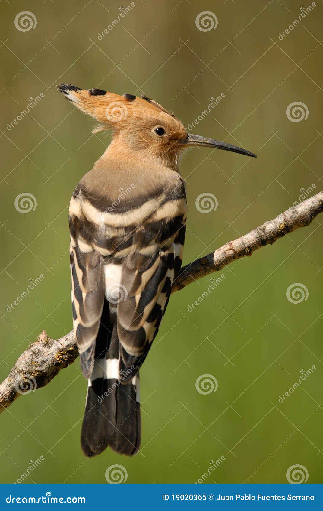 Hoopoe bird stock image. Image of wings, animal, composition - 19020365