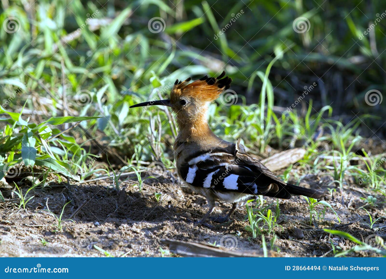 Hoopoe Bird stock photo. Image of beauty, crested, animal - 28664494