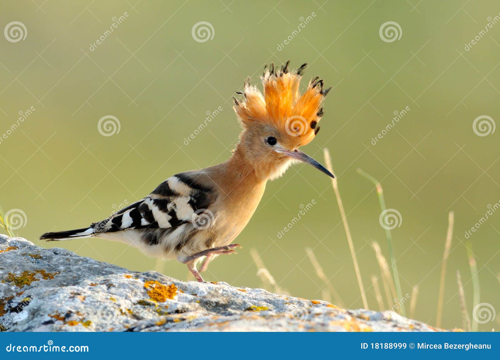 Upupa Epops - Hoopoe - Beautiful Bird Stock Image | CartoonDealer.com ...