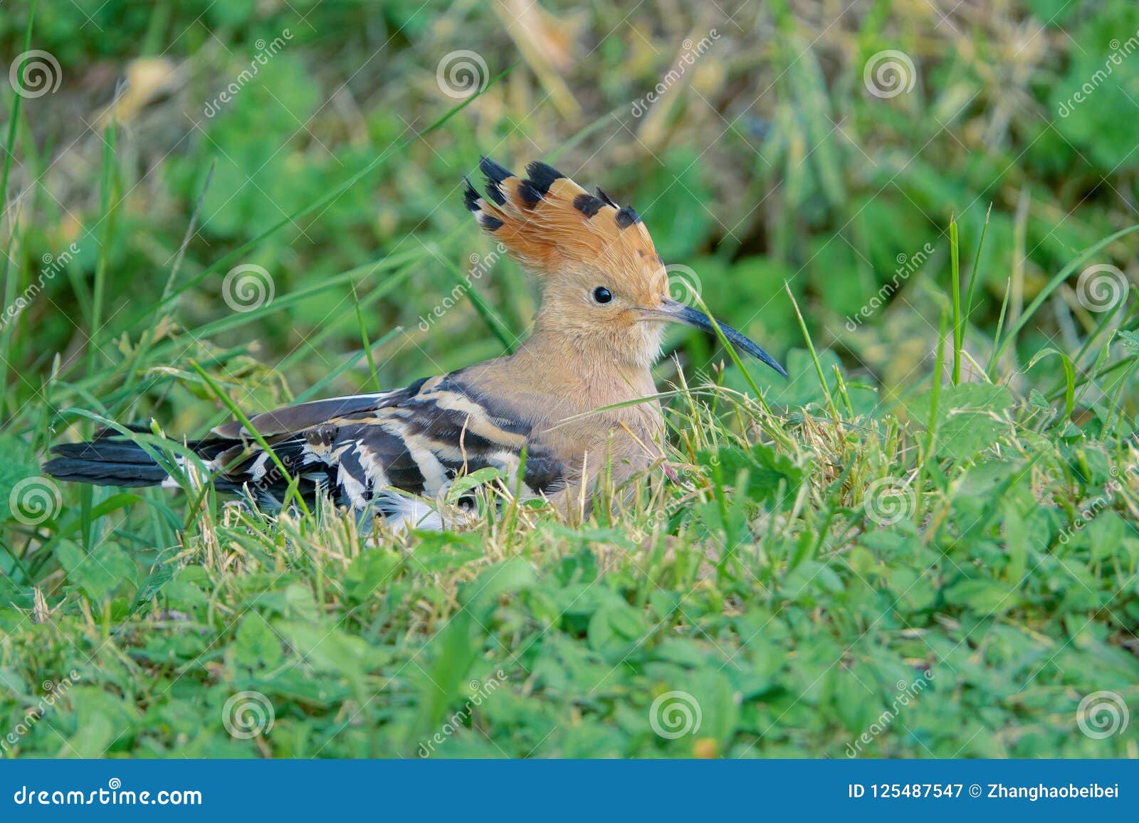 Hoopoe stock image. Image of feather, bird, eurasian - 125487547
