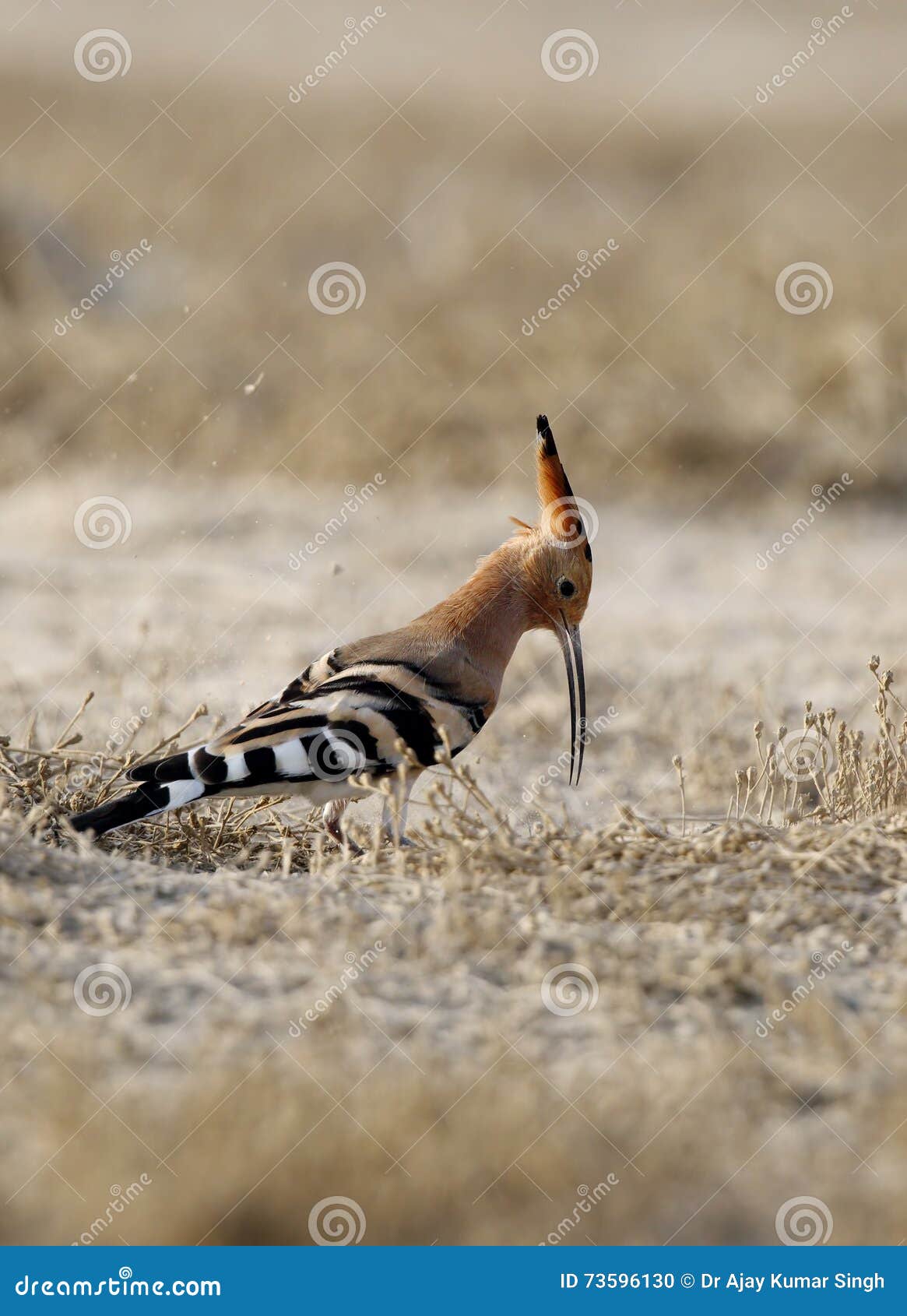 Hoopoe digging for food stock photo. Image of crown, colorful - 73596130
