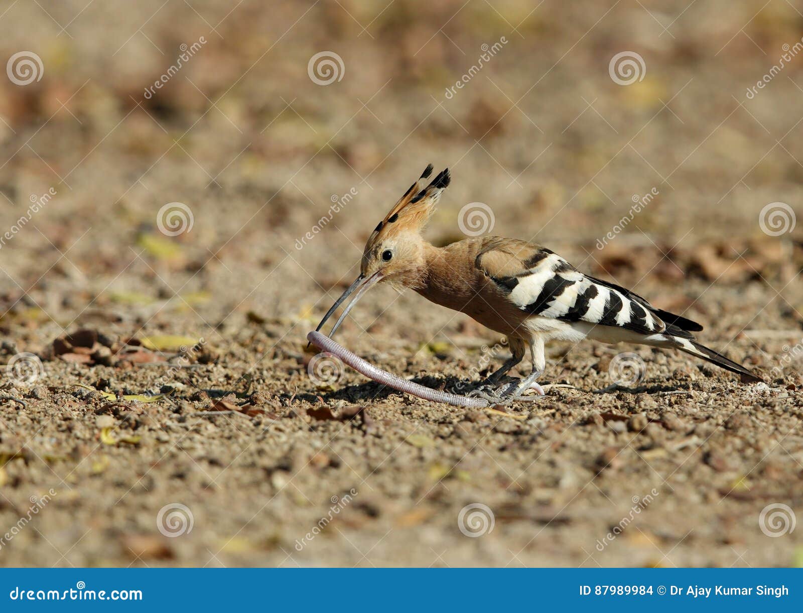 Hoopoe with earthwarm stock photo. Image of annelida - 87989984