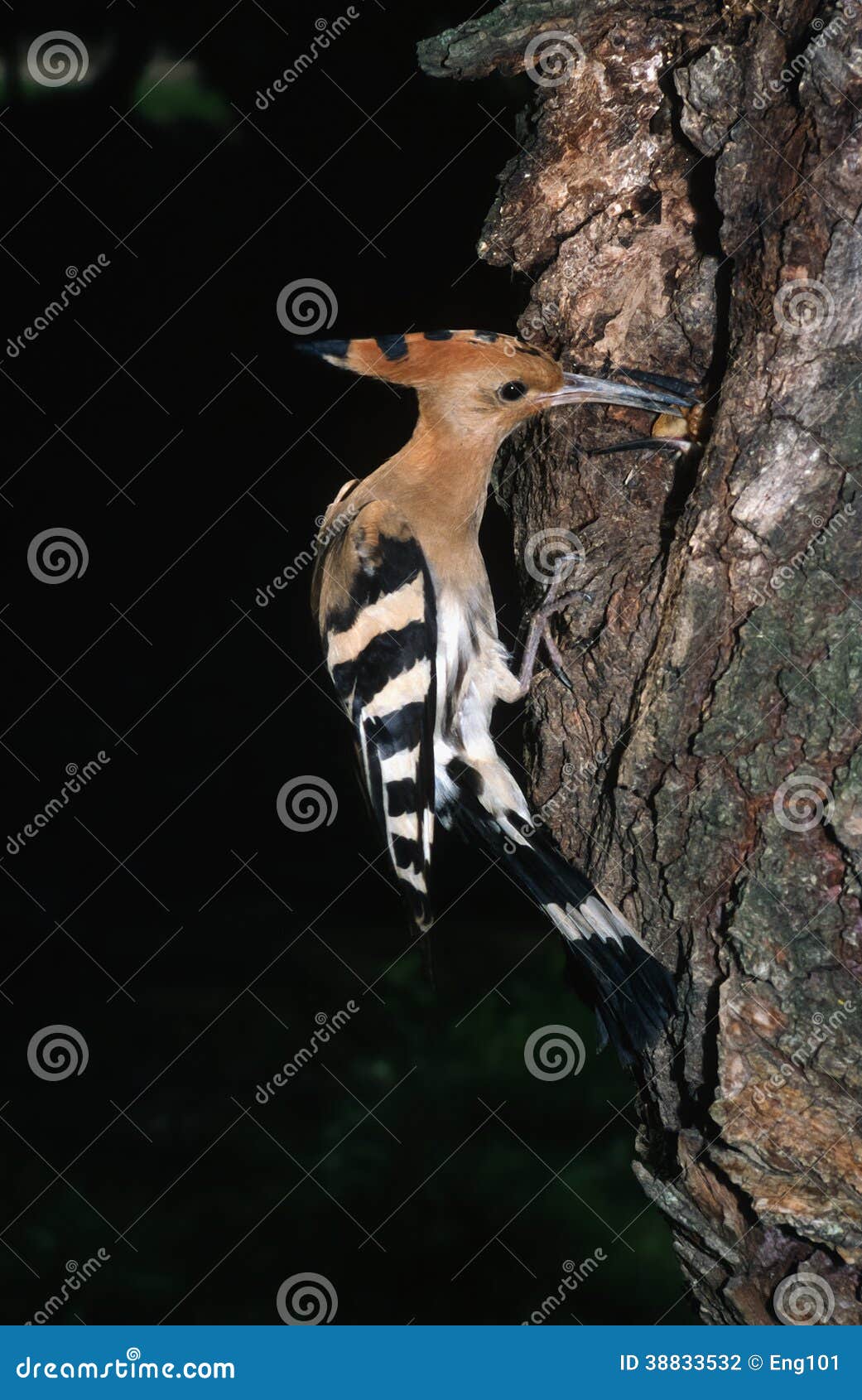 Hoopoe Feeding Chick at Nest Stock Photo - Image of tree, woodpecker ...