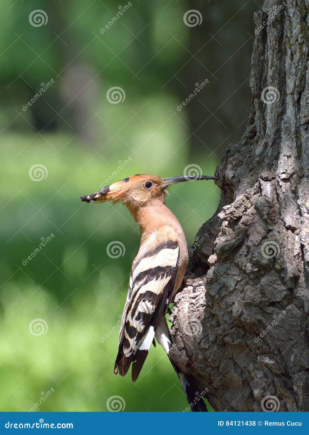 Hoopoe Feeding Her Pair at the Nest. Stock Photo - Image of pair ...