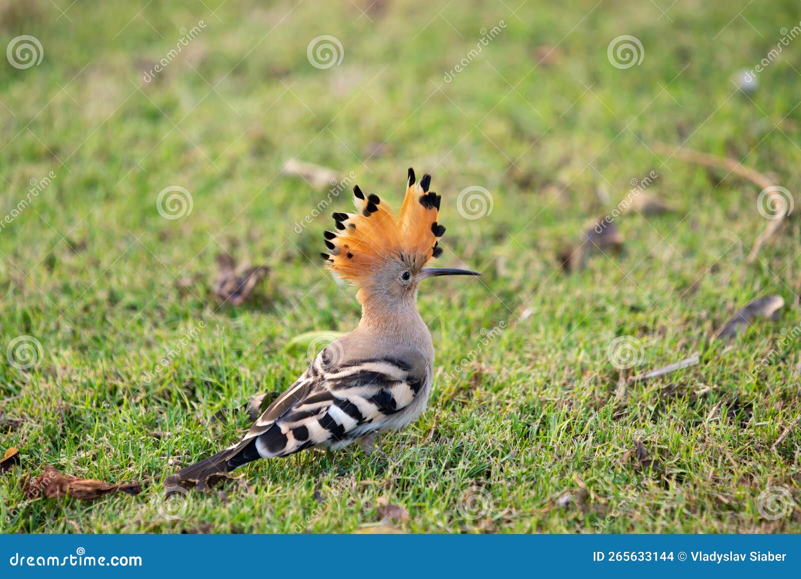 Hoopoe on Green Grass Under Sunlight Stock Photo - Image of stripe ...