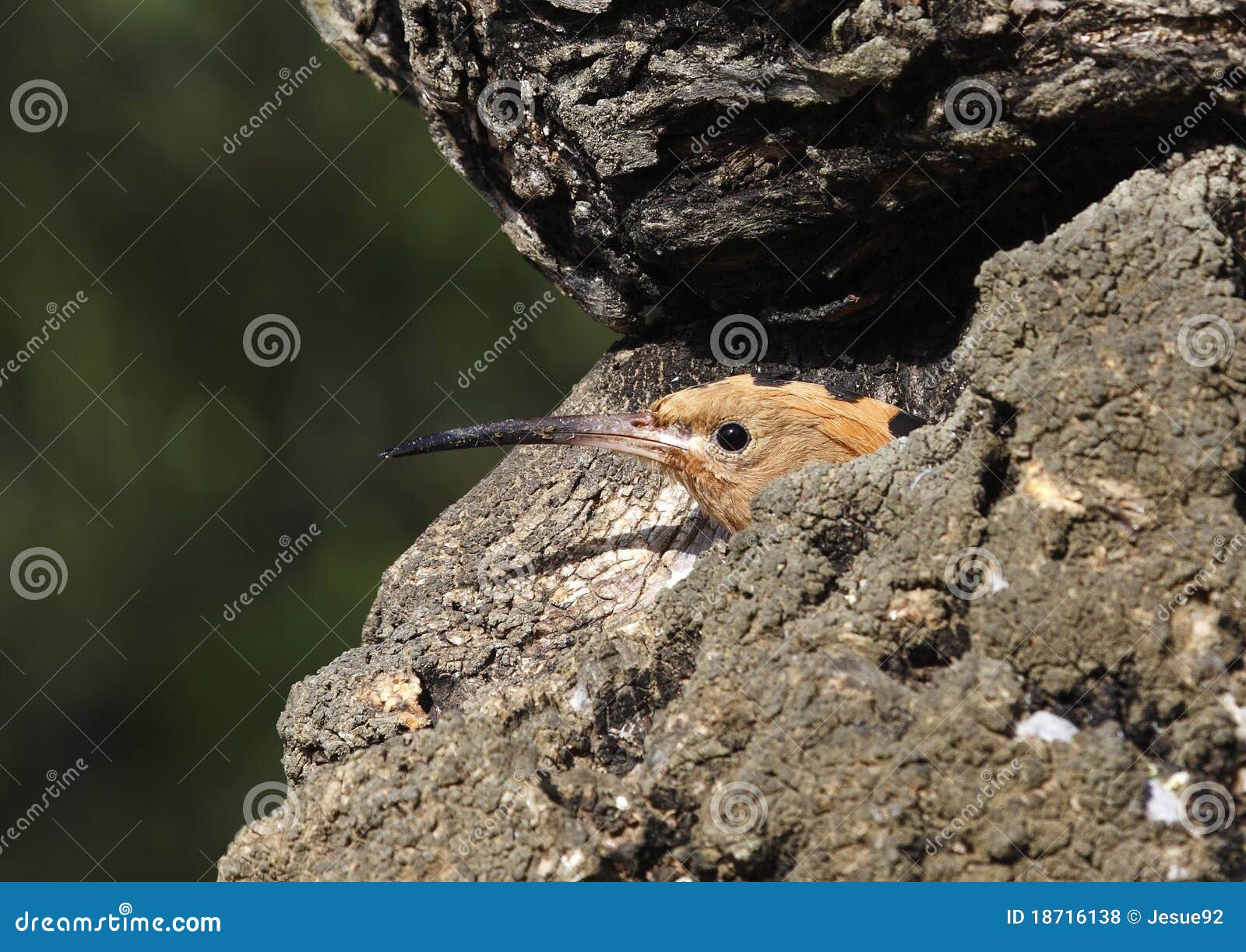 Hoopoe in het nest stock foto. Image of boom, groen, vogel - 18716138