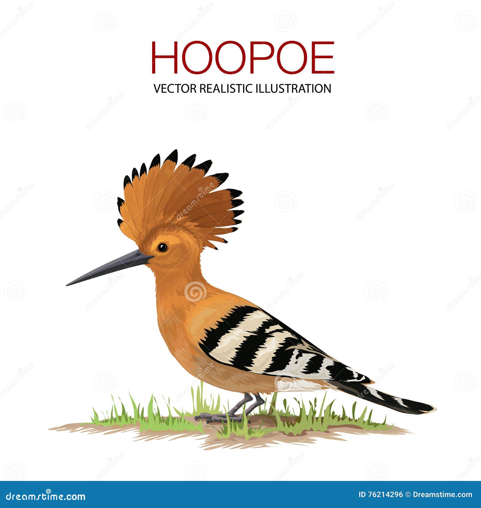 Hoopoe Clipart