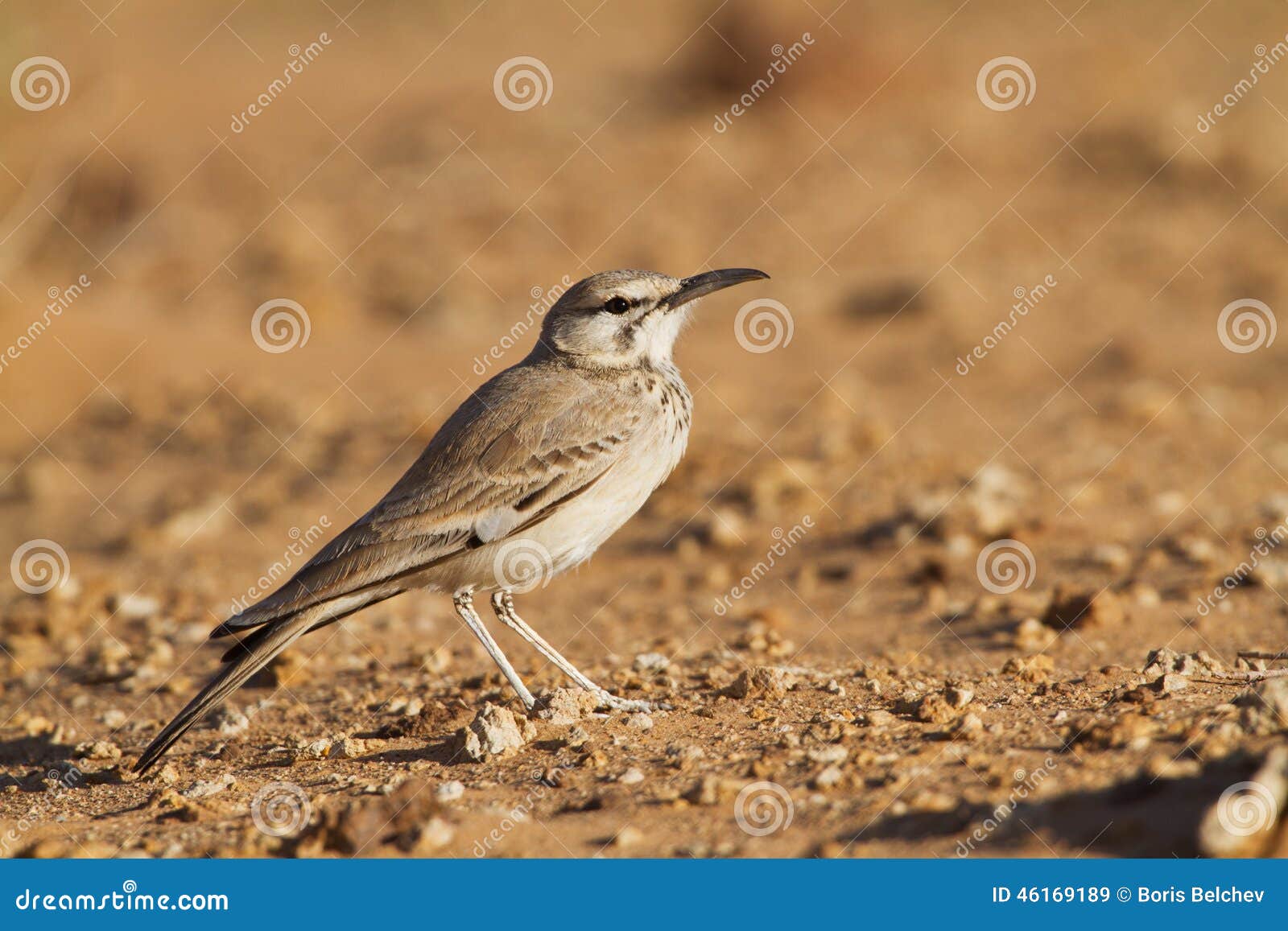 Hoopoe Lark in the desert stock image. Image of contact - 46169189