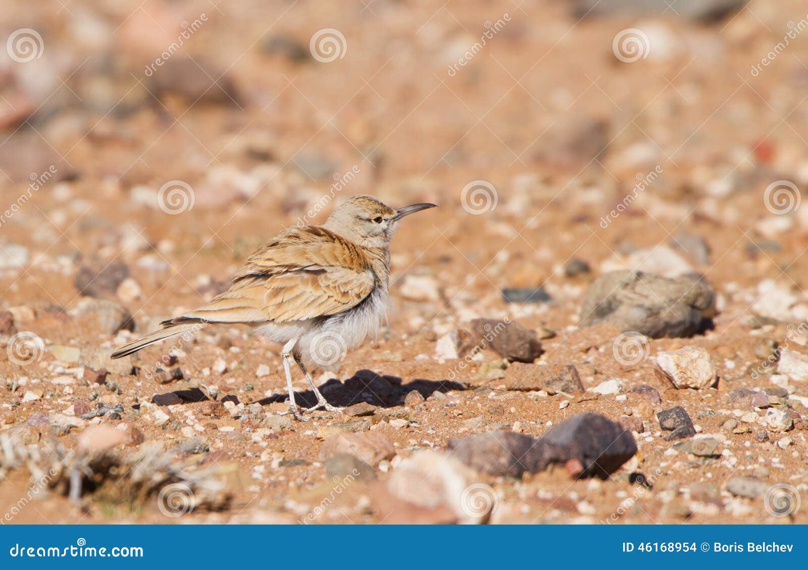 Hoopoe Lark in the desert stock photo. Image of cute - 46168954