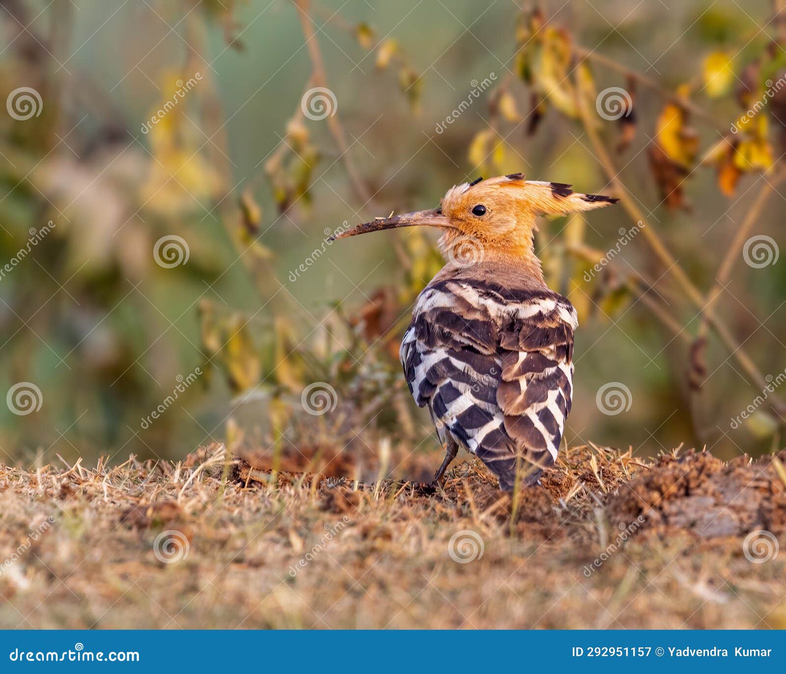A Hoopoe stock image. Image of tropical, male, hunting - 292951157