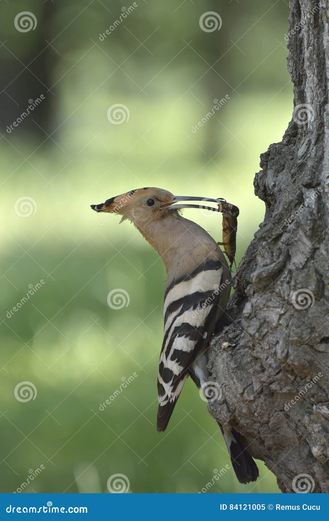 Hoopoe in natural habitat stock image. Image of asian - 84121005