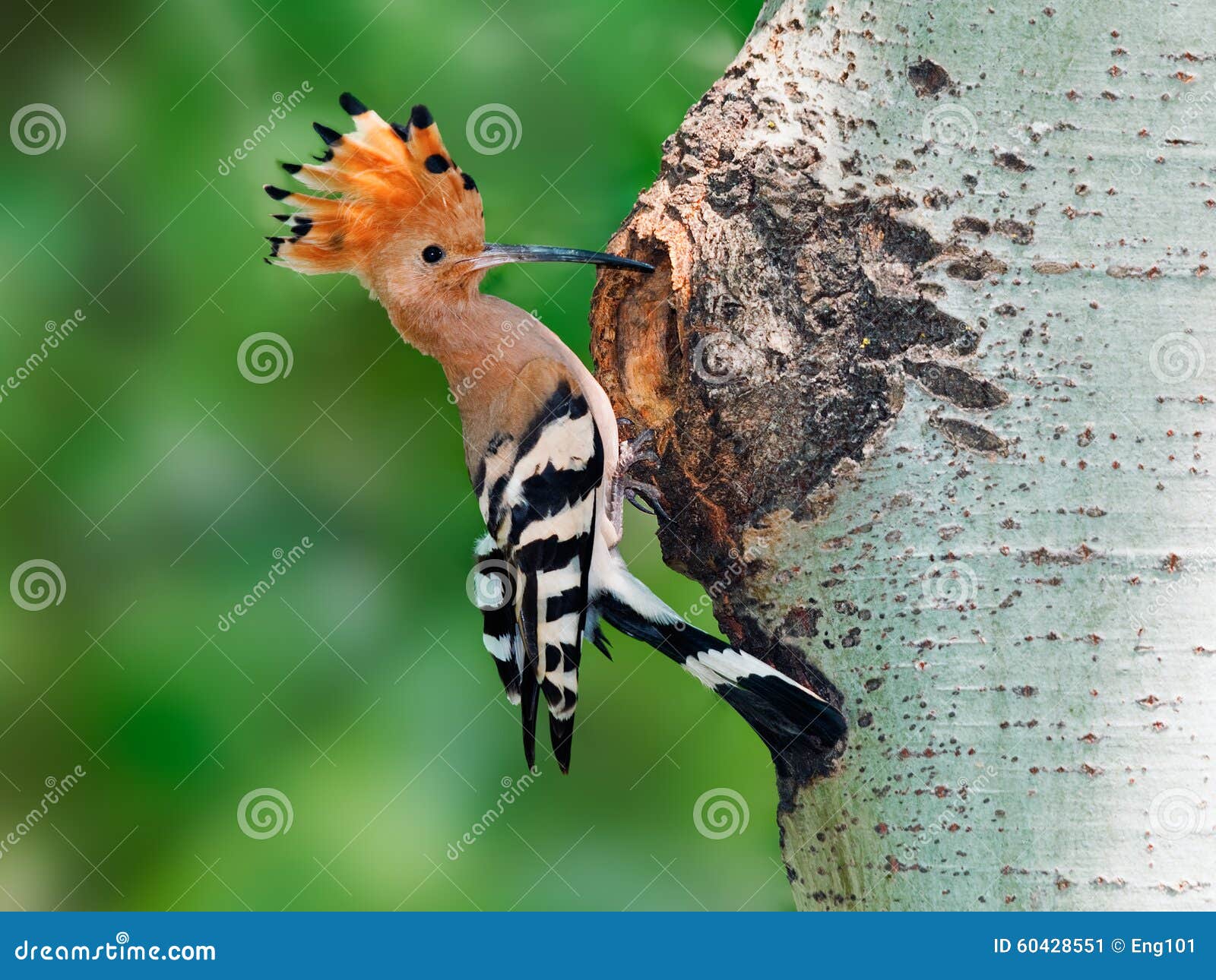 Hoopoe at Nest Hole with Raised Crown Stock Image - Image of nature ...