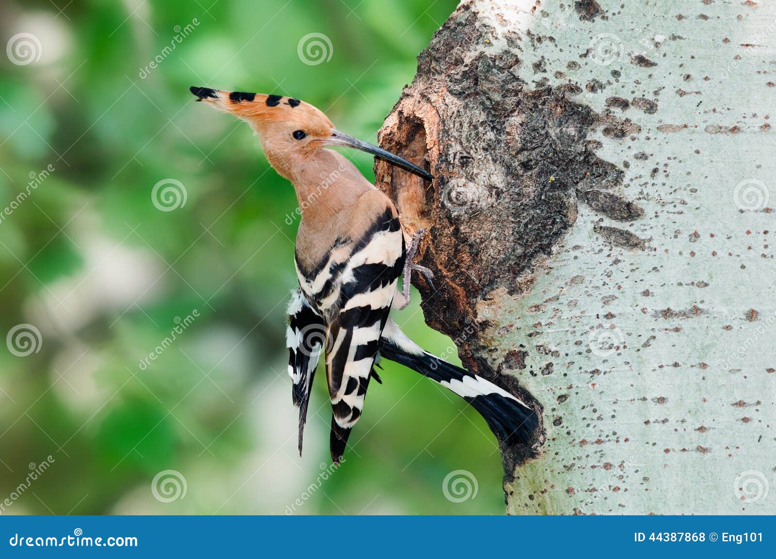 Hoopoe at Nest Hole at Tree Stock Photo - Image of colourful, nature ...