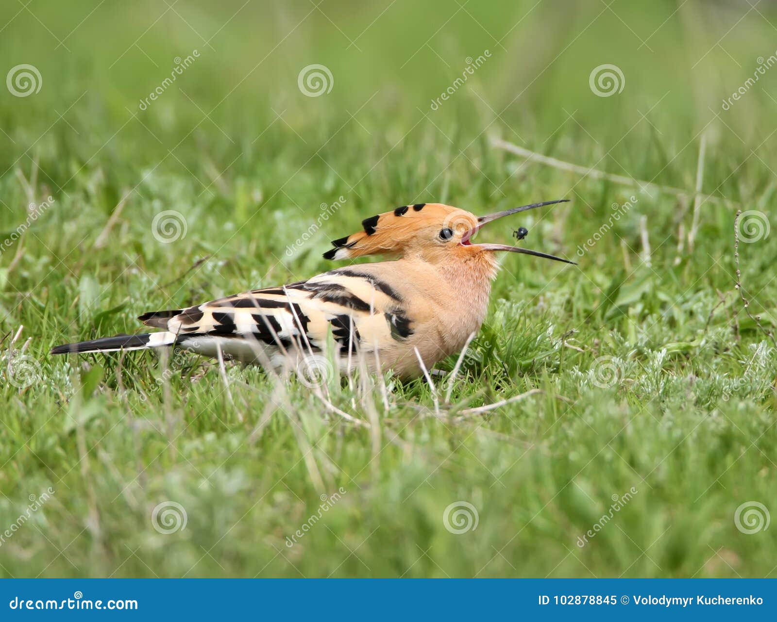 Hoopoe with Open Beak Eating a Bug Stock Image - Image of bird, food ...