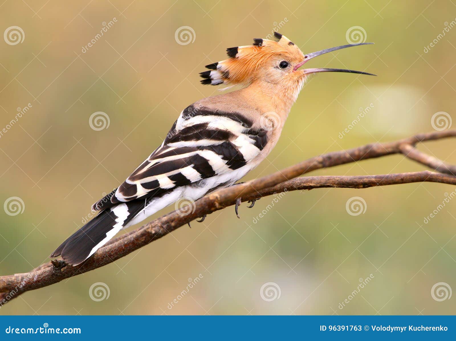 Hoopoe open the beak. stock image. Image of song, female - 96391763