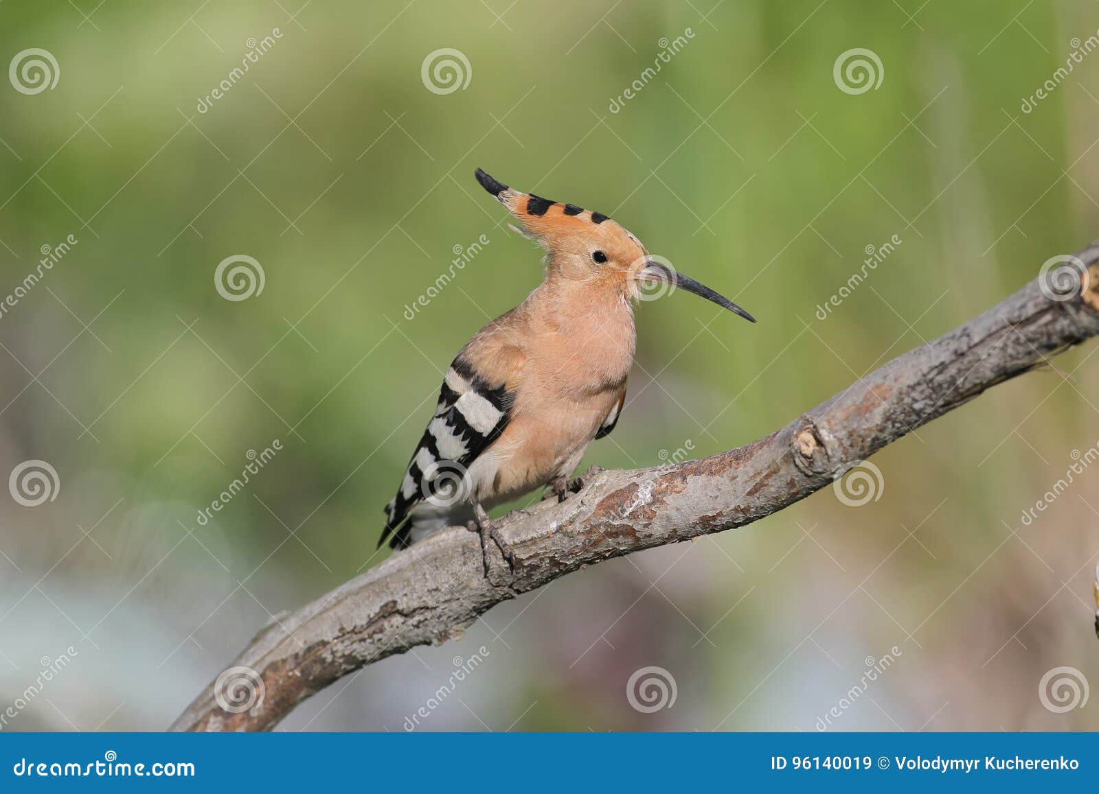 Hoopoe singing stock image. Image of crown, crest, head - 96140019
