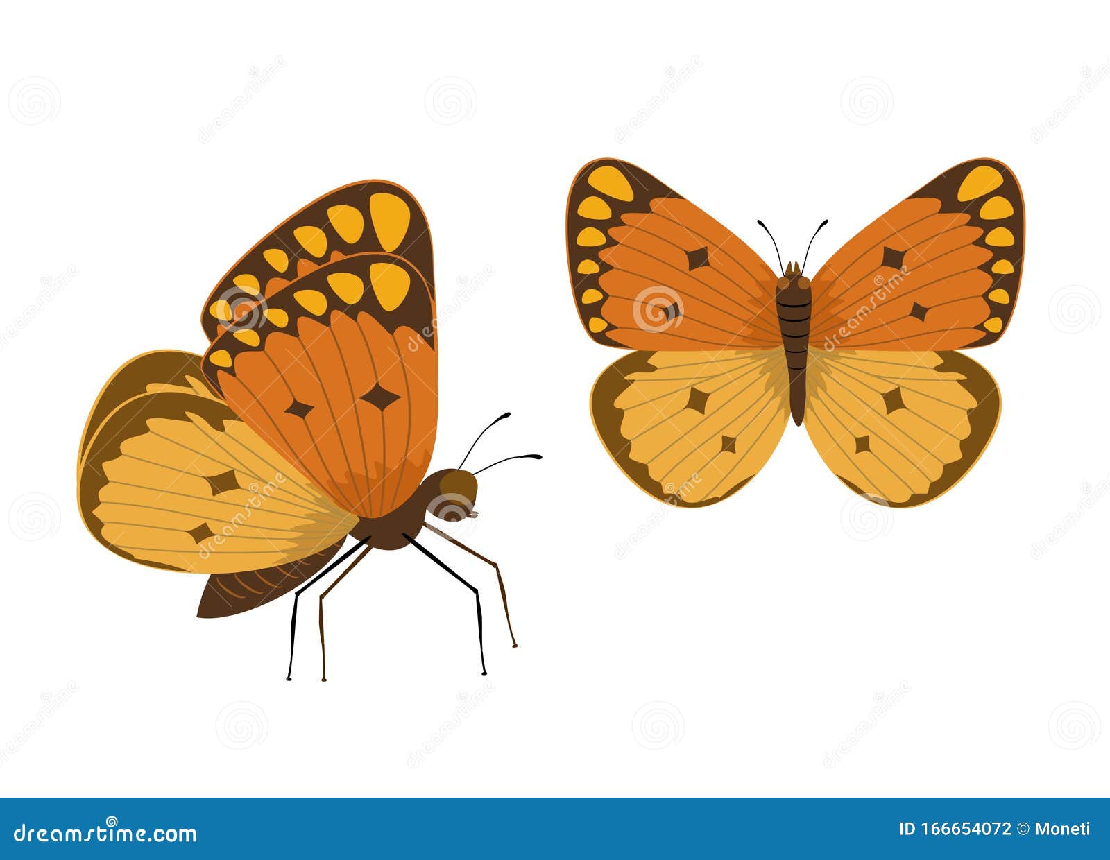 Kea Bird Engraved, Hand Drawn Vector Illustration In Woodcut ...