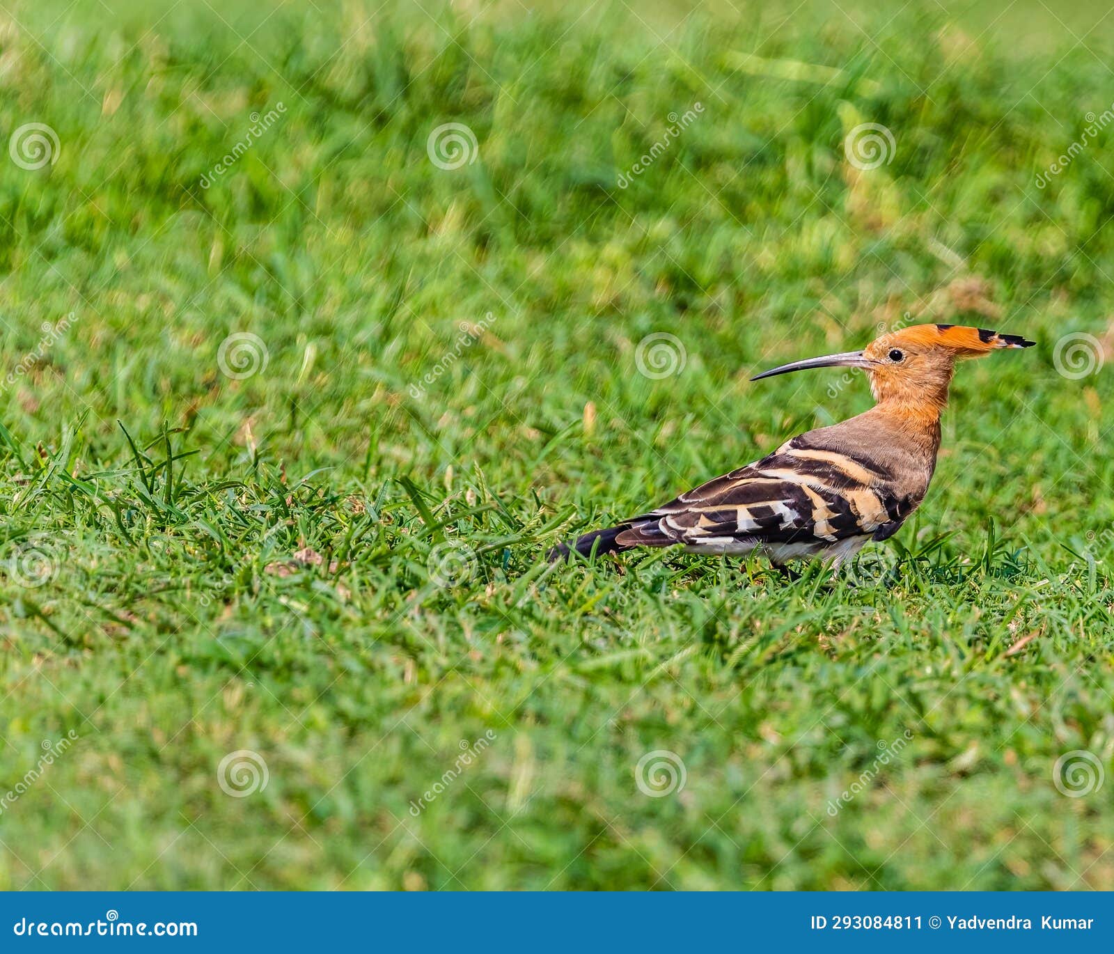 A Hoopoe stock image. Image of male, common, pair, forest - 293084811