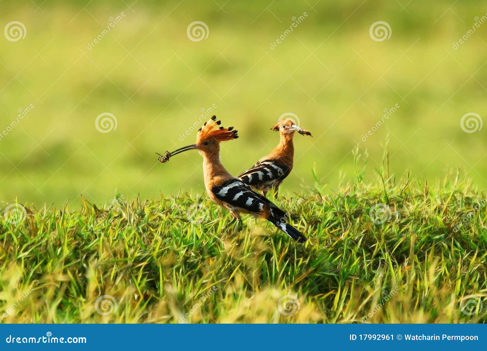 Hoopoe Upupa epops stock image. Image of hoopoe, birds - 17992961