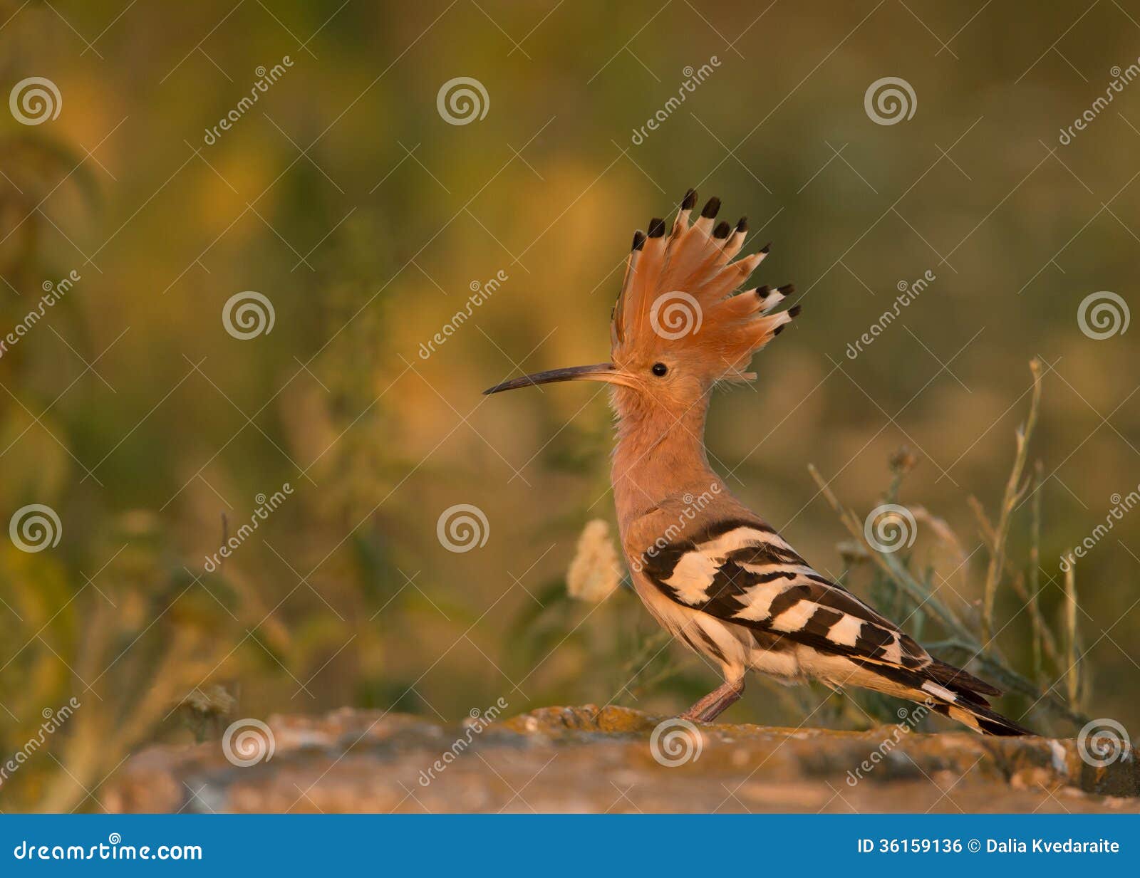 Hoopoe (Upupa epops) stockfoto. Bild von sonnenschein - 36159136