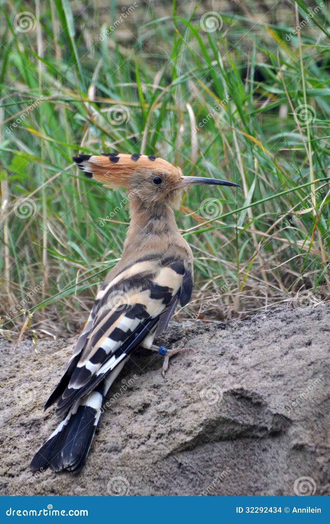 Hoopoe stock photo. Image of beak, adventures, couple - 32292434