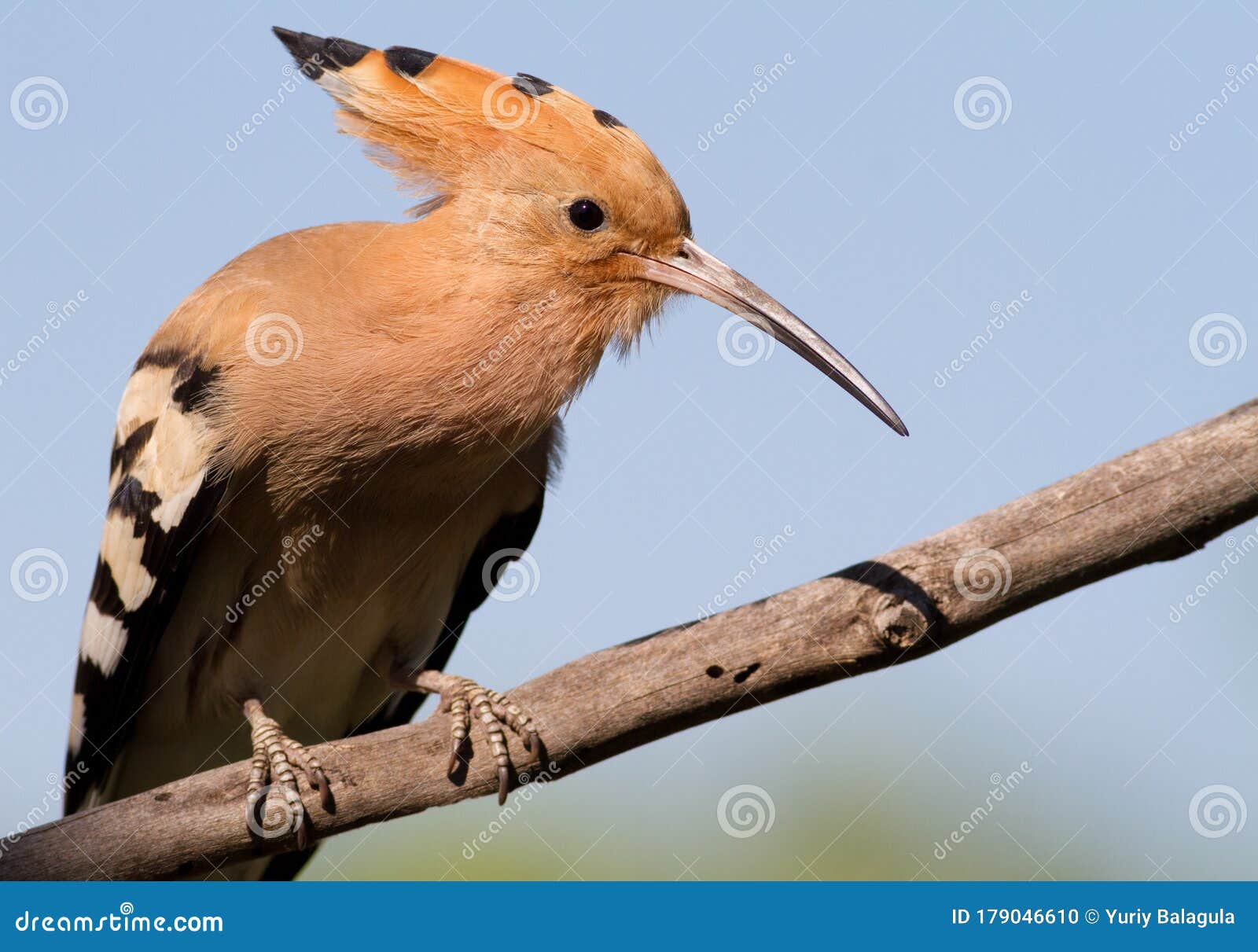 Hoopoe, Upupa Epops. Hoopoe Sings Stock Photo - Image of animal ...