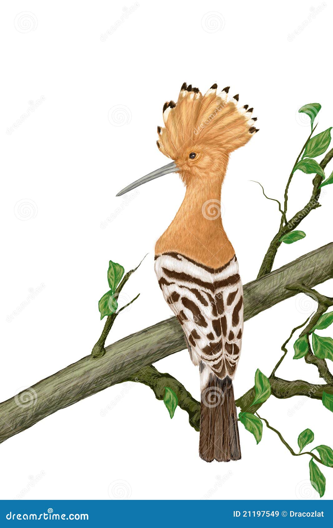 Hoopoe, Upupa Epops on White Background Stock Illustration ...