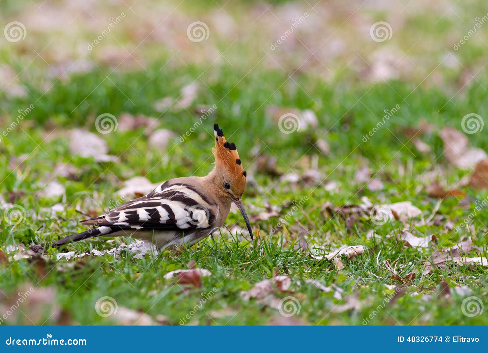 Hoopoe or upupa stock photo. Image of outdoor, brown - 40326774