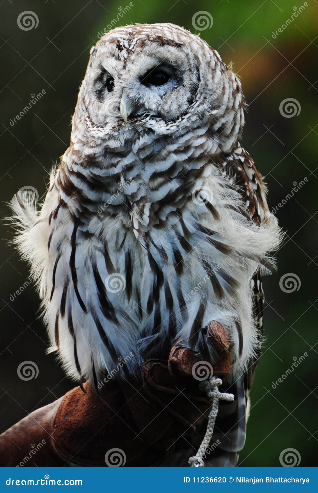 Hoot Owl stock photo. Image of hunting, animal, costa - 11236620