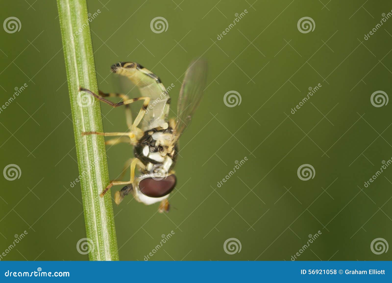 Hoover Fly Relaxing on Some Grass Stock Photo - Image of abstract ...