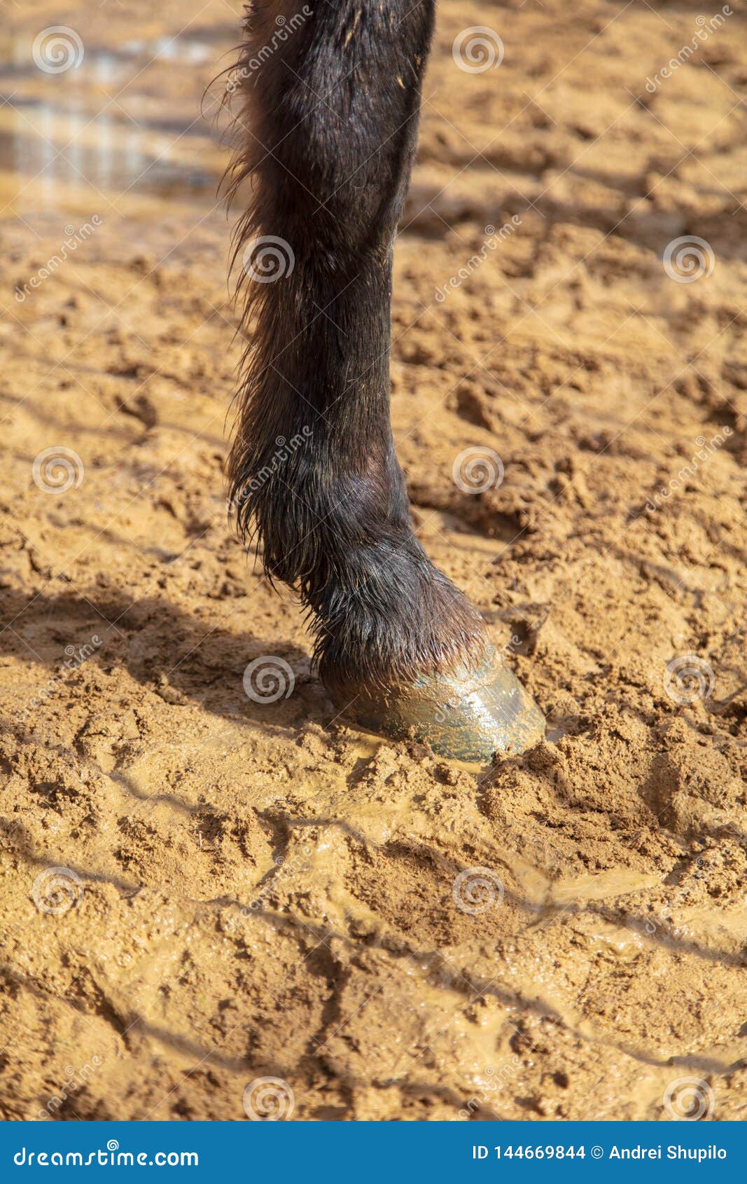 Hooves of an Animal on Sand in a Zoo Stock Photo - Image of feathers ...