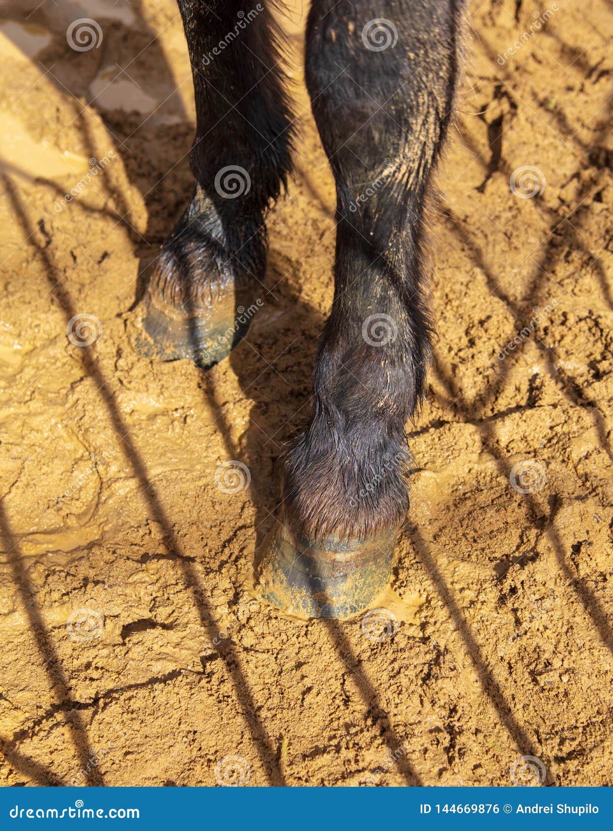 Deer Hooves Images - Download 914 Royalty Free Photos - Page 2